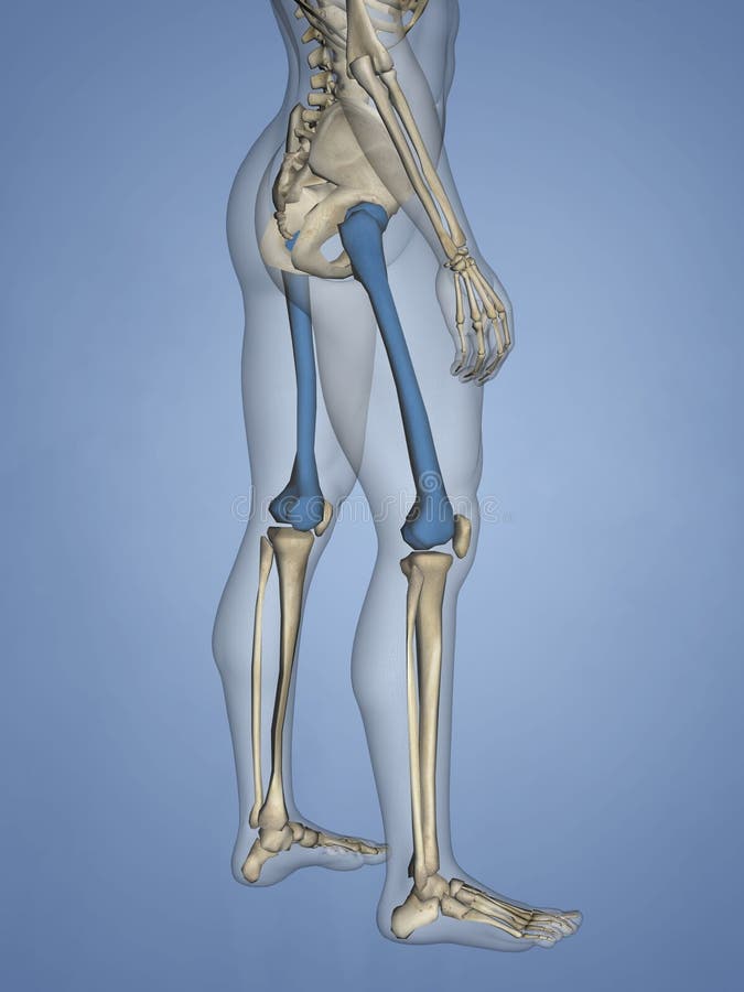 Femur, 3D Model stock illustration. Illustration of bone - 94409783