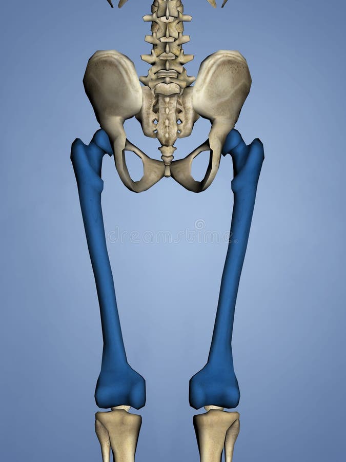 Femur, 3D Model stock illustration. Illustration of science - 94409820