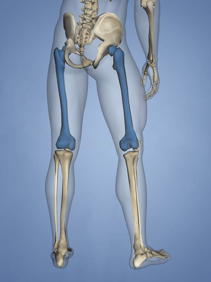 Femur, 3D Model stock illustration. Illustration of bone - 94409853