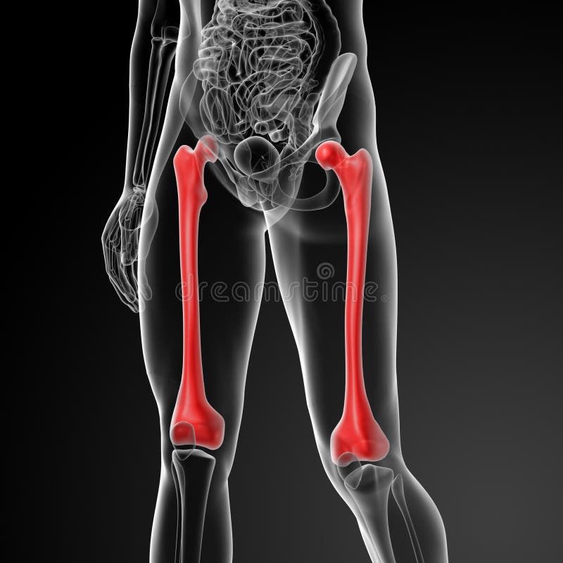 Highlighted femur stock illustration. Illustration of health - 30723952