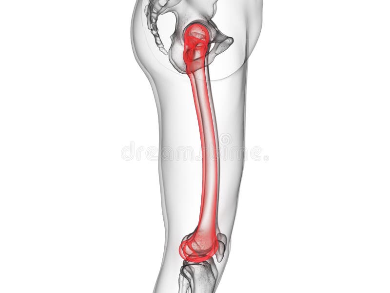 The femur stock illustration. Illustration of science - 155227658