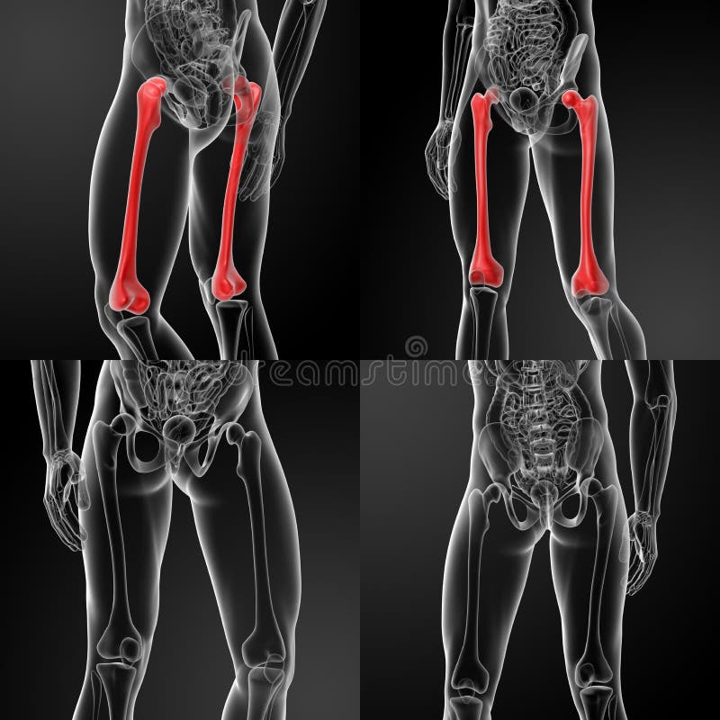 Highlighted femur stock illustration. Illustration of bone - 30723955