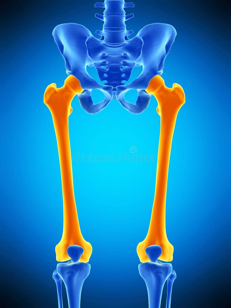 Femur Stock Illustrations – 13,185 Femur Stock Illustrations, Vectors ...