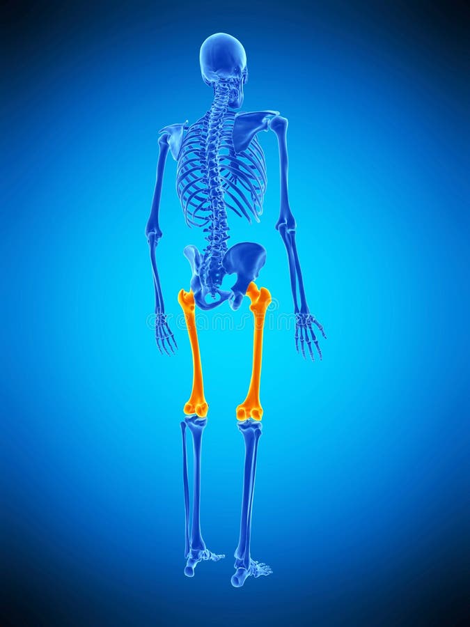 Femur Stock Illustrations – 13,044 Femur Stock Illustrations, Vectors ...
