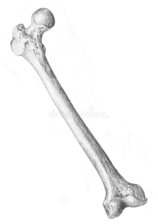 Femur bone pencil drawing stock photo. Image of background - 35006426