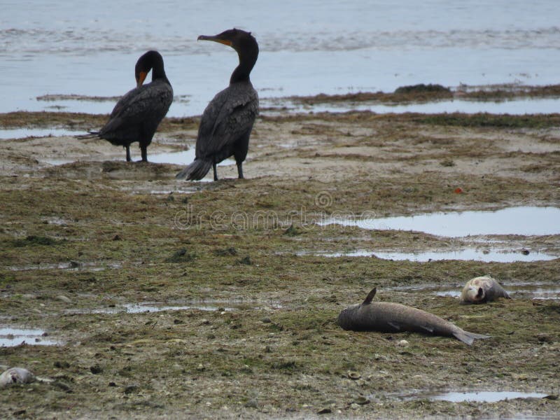 2,160 Marea Muerta Fotos de stock - Fotos libres de regalías de Dreamstime
