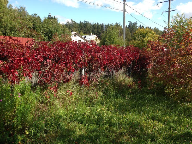 Fence with bindweed stock photo. Image of lawn, garden - 216267734