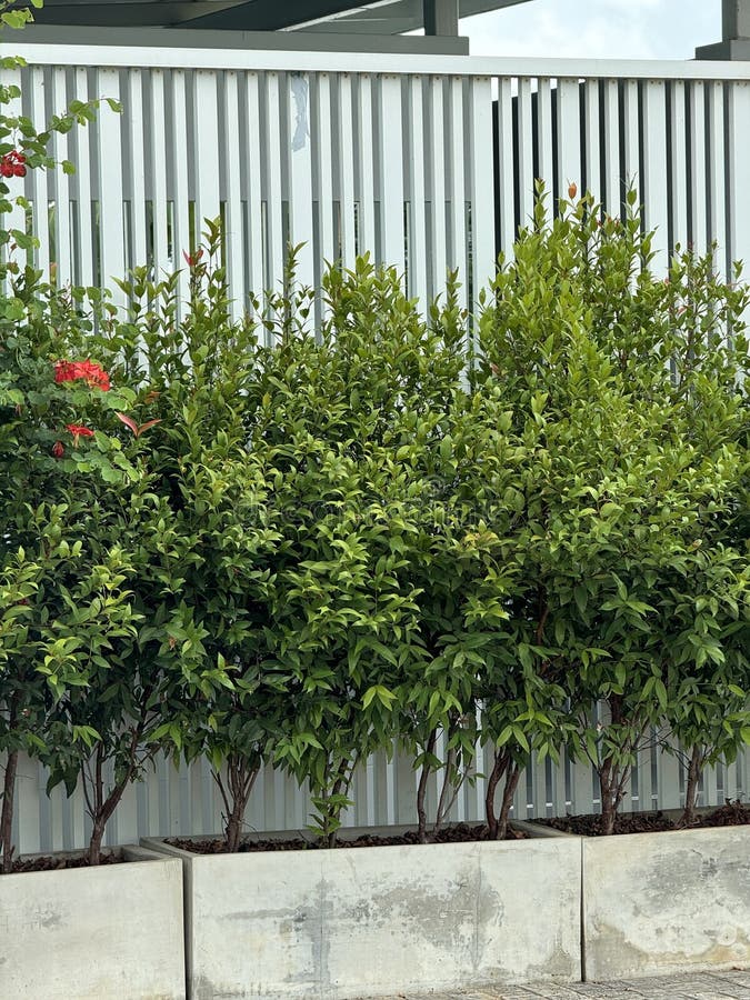 Fence of a Bush with a Lot of Green Plants Stock Photo - Image of ...
