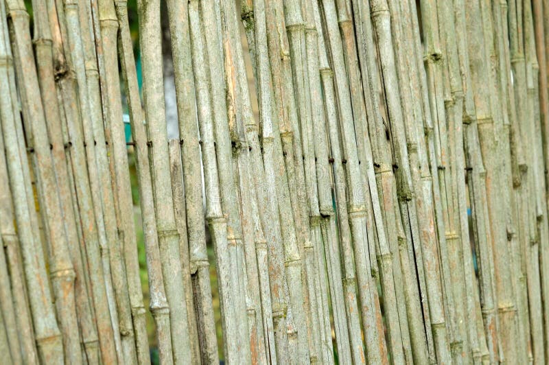 Reed stems stock photo. Image of rural, rush, summer - 20190262