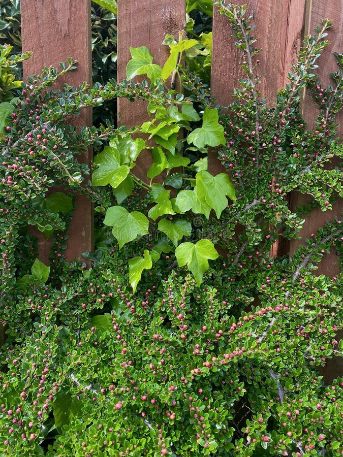 Fence covered by bush. stock image. Image of shrub, garden - 259435029