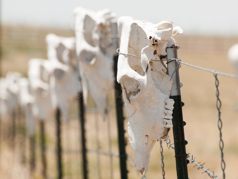 Cow skull stock photo. Image of ranch, bone, fence, farm - 283972198