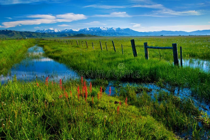 Green Marsh Bumps, Close-up, Copy Space Stock Image - Image of aerial ...