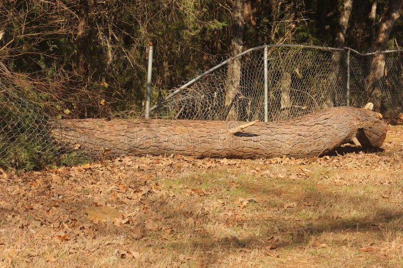 Fence Damaged from Tree Falling during Storm Stock Image - Image of ...