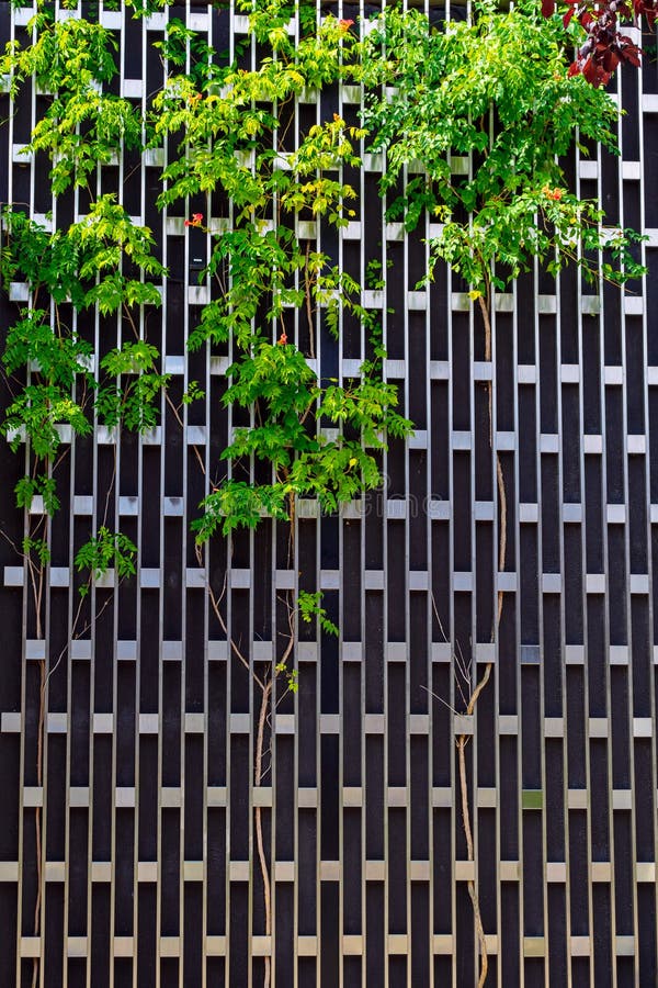 Fence Decoration Net and Liana Green Stock Image - Image of surface ...