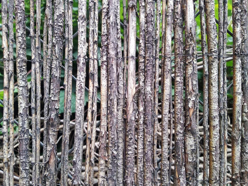 Fence of Dry Twigs, Partly with Bark. the Texture of the Tree Saver ...