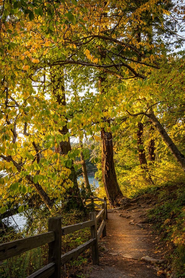 Fence and Foliage at Sunset Stock Photo - Image of trees, puget: 232867996