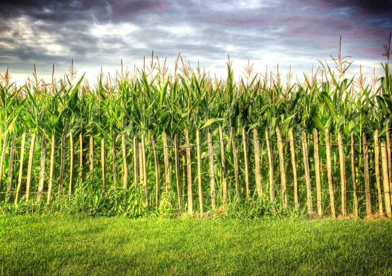 Fence in Front of Corn Field Stock Photo - Image of corn, green: 5926838