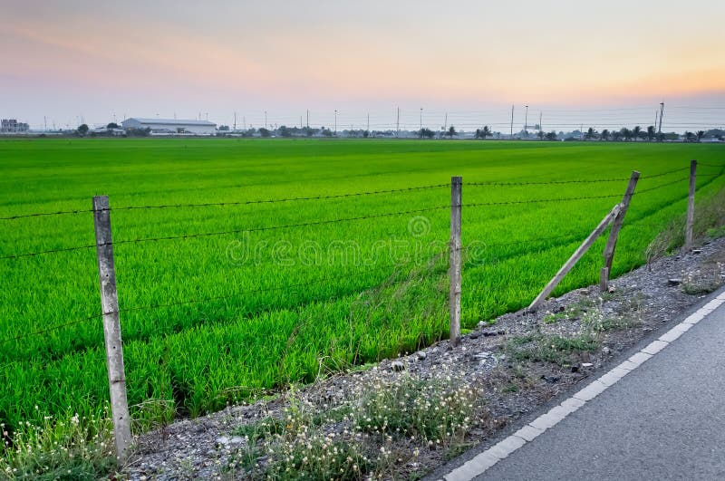 Fence in Front of Green Rice Paddy Fields Stock Image - Image of ...