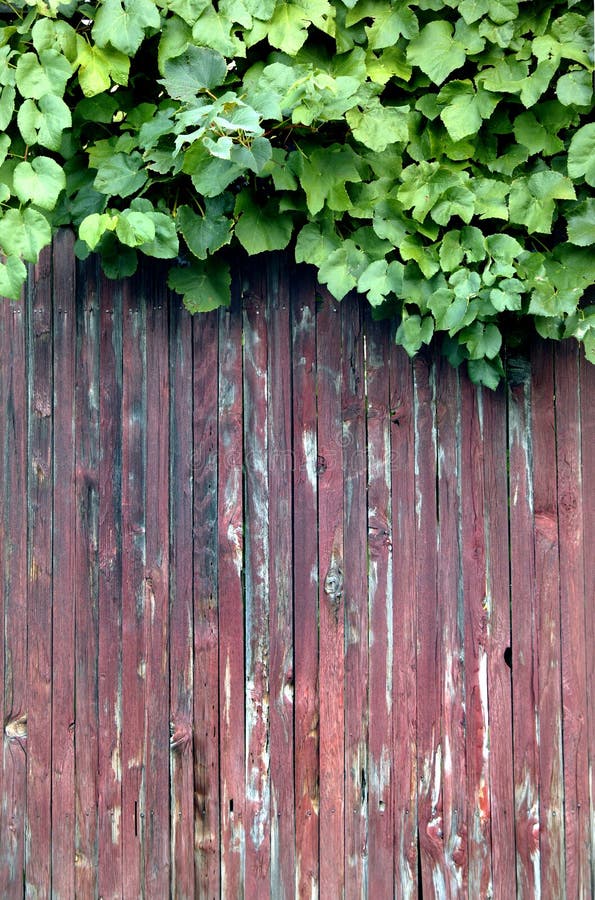 Fence With Grape Vine Royalty Free Stock Images - Image: 1278569