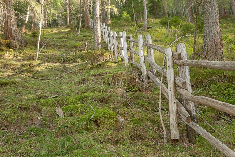Fence Inside a Typical Forest of the Italian Alps Stock Photo - Image ...