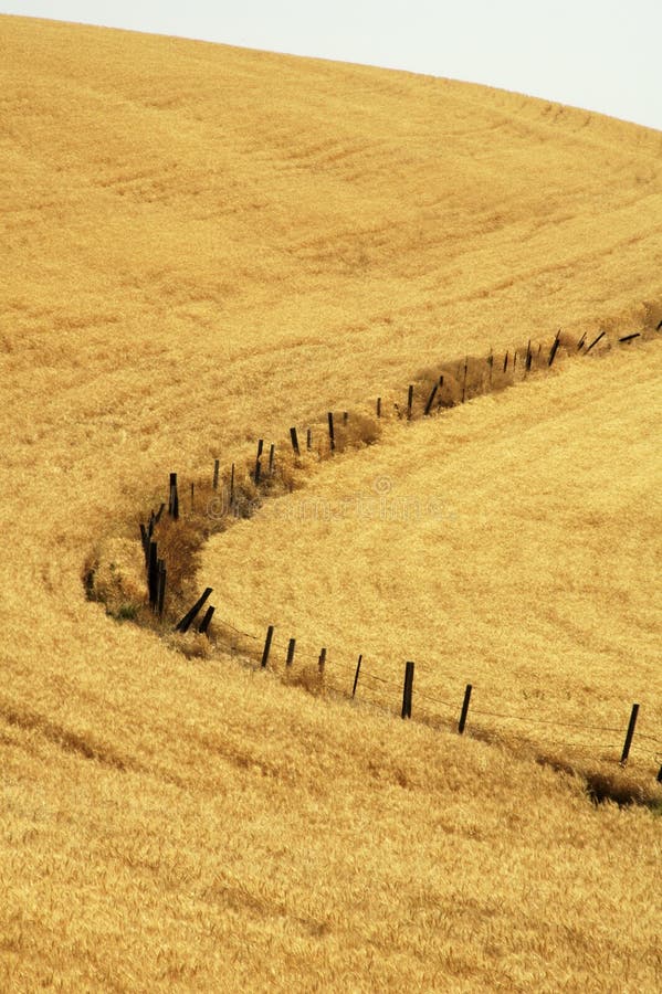 Fence line in wheat stock image. Image of color, nature - 1608415