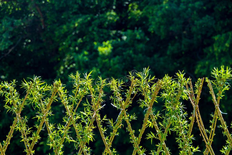 Fence from Live Green Bush Branches Stock Photo - Image of branches ...