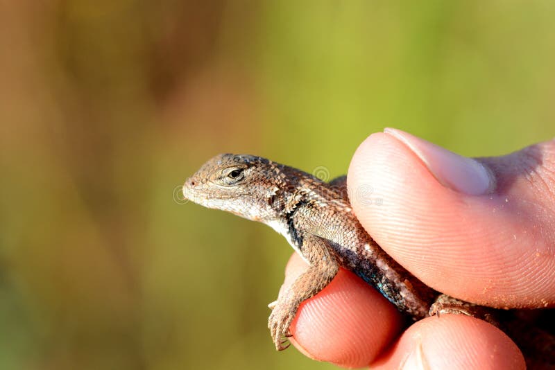 Fence lizard in hand stock photo. Image of sceloporous - 40081490
