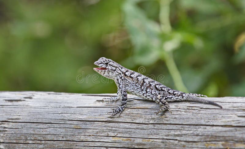 Fence lizard stock image. Image of horizontal, fence - 78109771