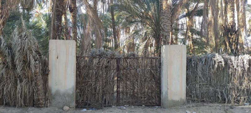 Fence Made from Dried Palm Branches. Against the Background of Palm ...