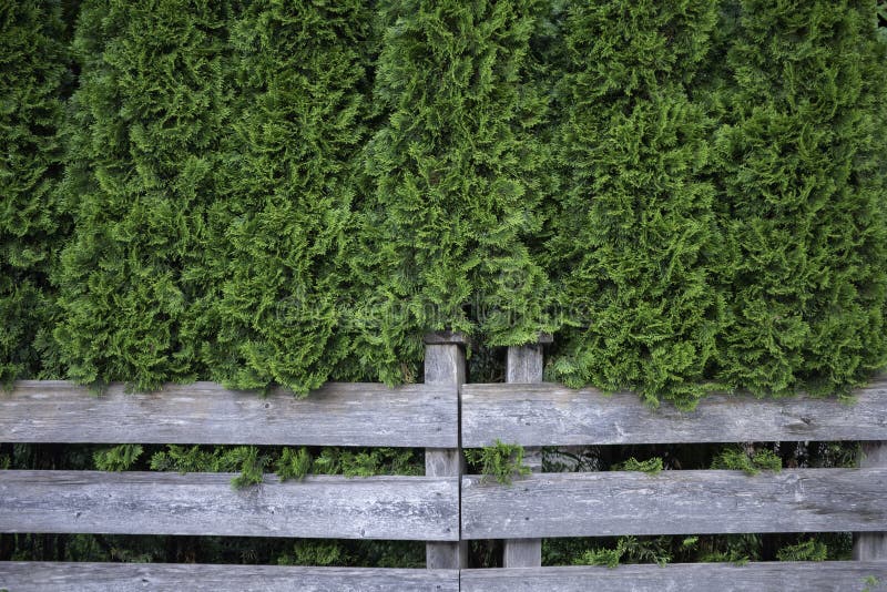 Fir Tree Fence at Howard Roberts blog