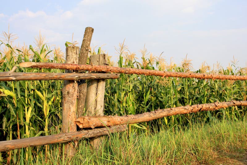 Fence near corn fild stock photo. Image of cornfield - 10726132
