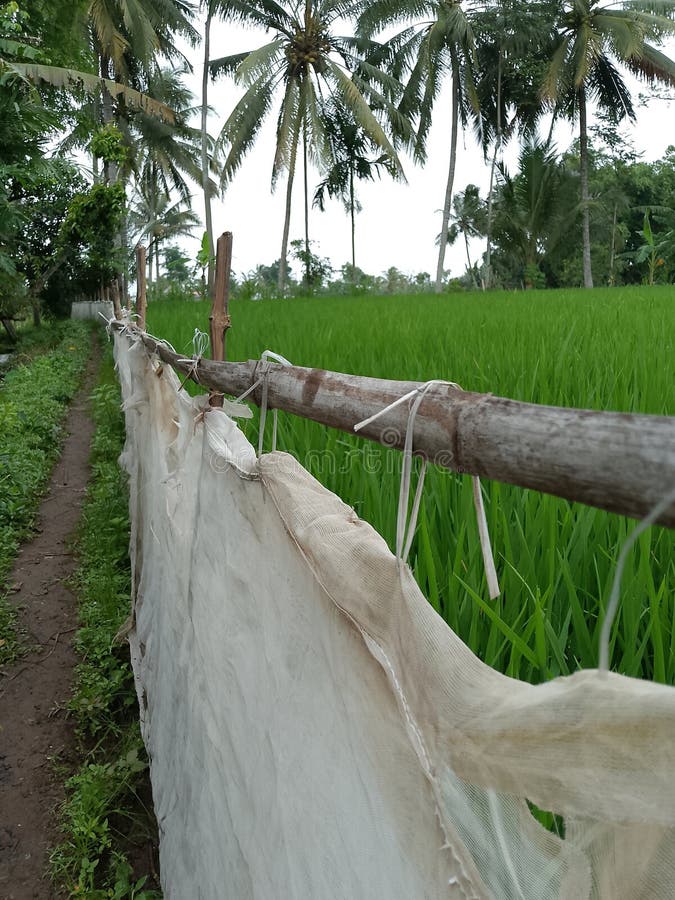 A Fence with Netting Along the Edge of a Rice Field Stock Photo - Image ...
