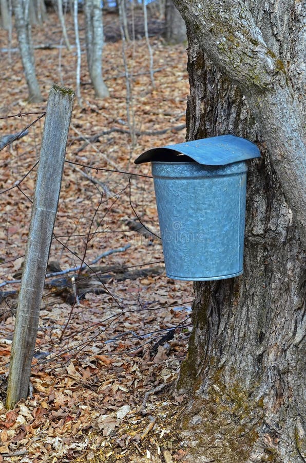 Fence post and sap bucket stock image. Image of skies - 24303619