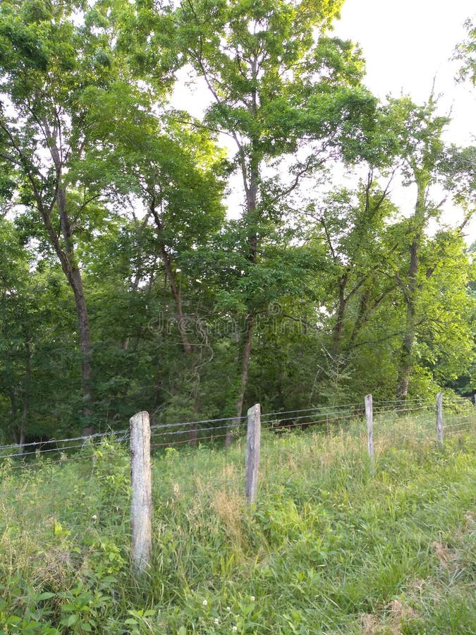 Fence Posts Property Line Trees in Ohio Stock Image - Image of fence ...