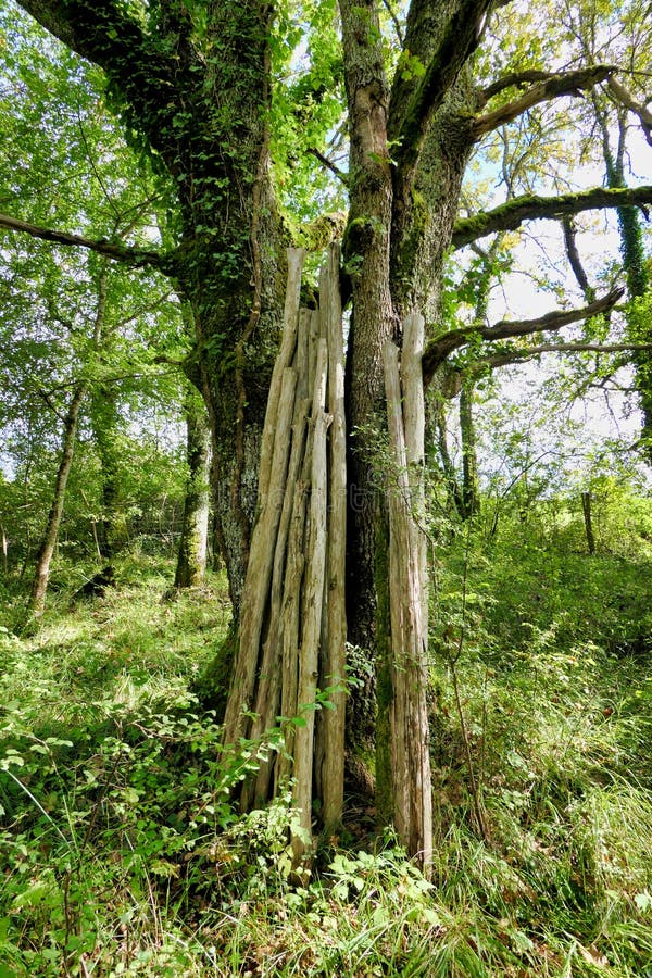 Fence posts in the woods stock image. Image of forest - 339840853