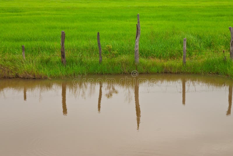 Fence of Rice Field, Thailand Stock Image - Image of cable, surround ...