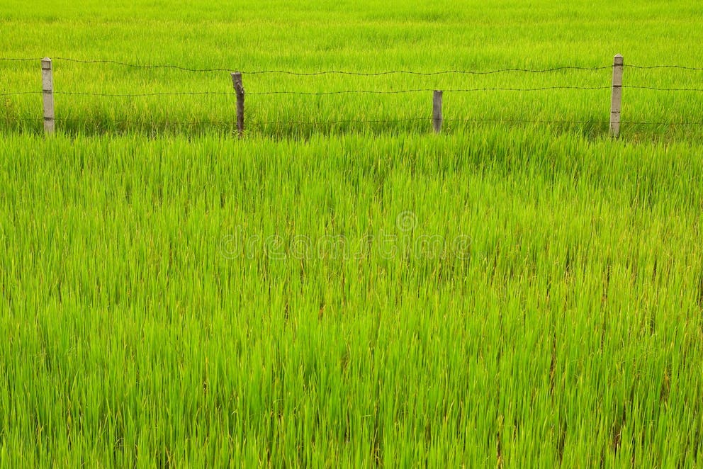 Fence of Rice Field, Thailand Stock Image - Image of mind, grass: 10567553