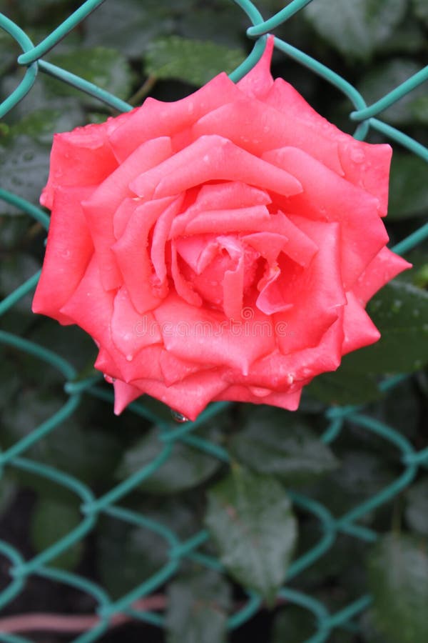 Rose fence stock image. Image of flower, passing, fence - 241803769