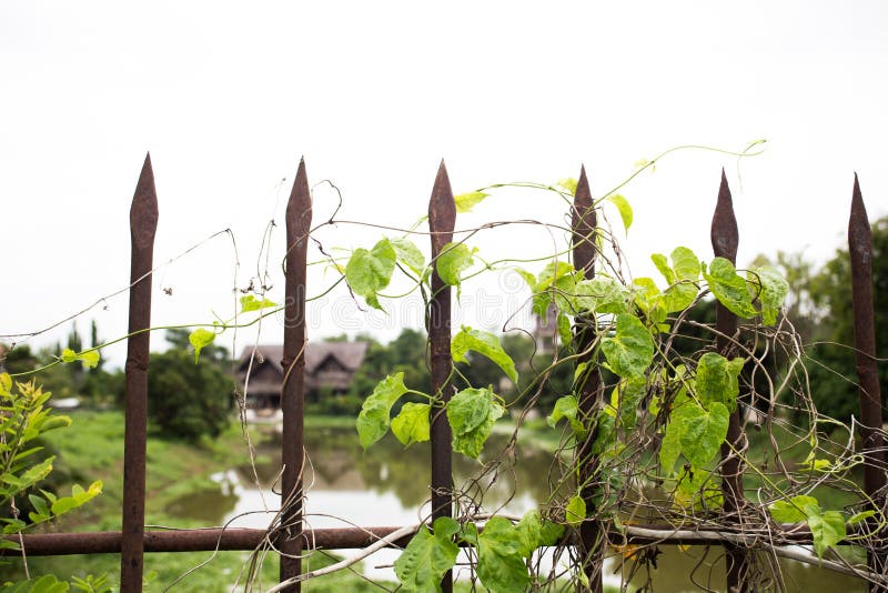 Fence Scary Halloween , an Old Cemetery Fenced Stock Image - Image of ...