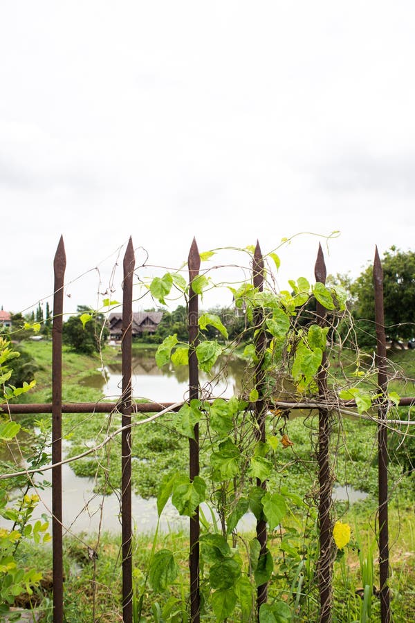 Fence Scary Halloween , an Old Cemetery Fenced Stock Photo - Image of ...