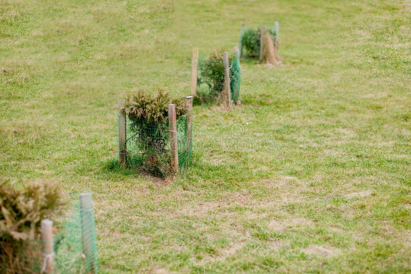 Fence for Seedlings, Young Tree Seedling in the Garden Stock Photo ...