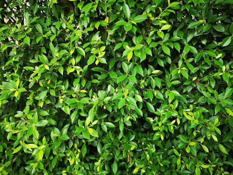 Fence Small Leaves Green Bush Tree Texture Nature Background Stock ...