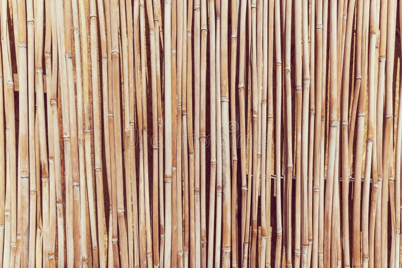 The Fence of the Stalks of Cane Stock Image - Image of close, brown ...
