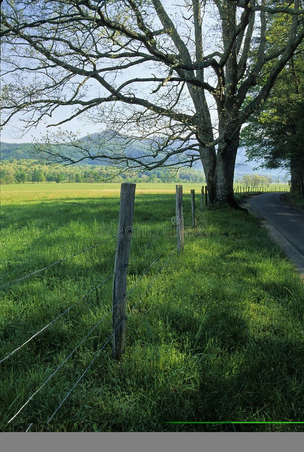 Fence, Tree, Road, Spring stock photo. Image of forest, appalachia - 45198