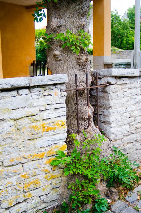 Fence in tree stock photo. Image of growing, wood, wall - 98505648