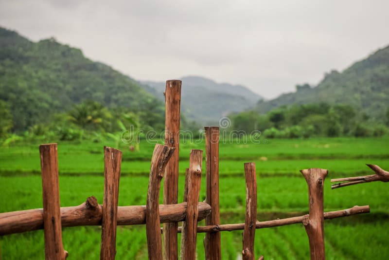 Fence of Tree Trunks with Rice Fields and Mountains in the Background ...