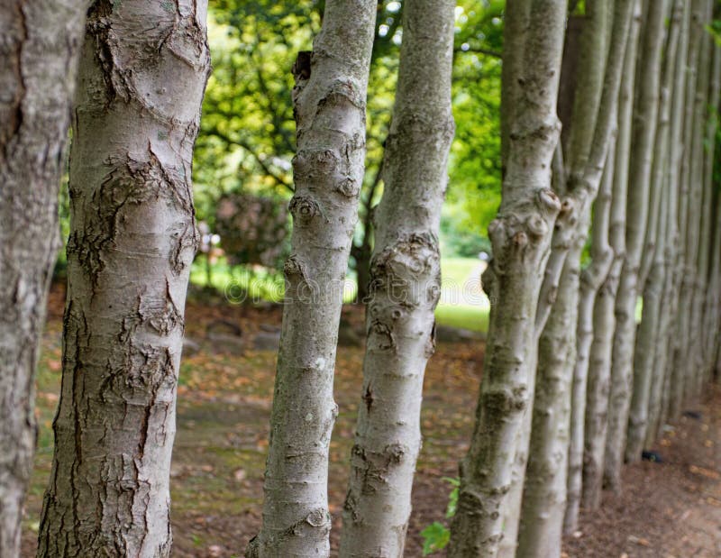 Fence of Trees stock image. Image of form, privacy, fence - 52577819