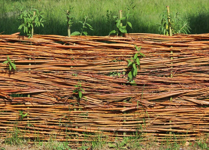 Fence with Willow, Osier Stakes Stock Photo - Image of railing, branch ...
