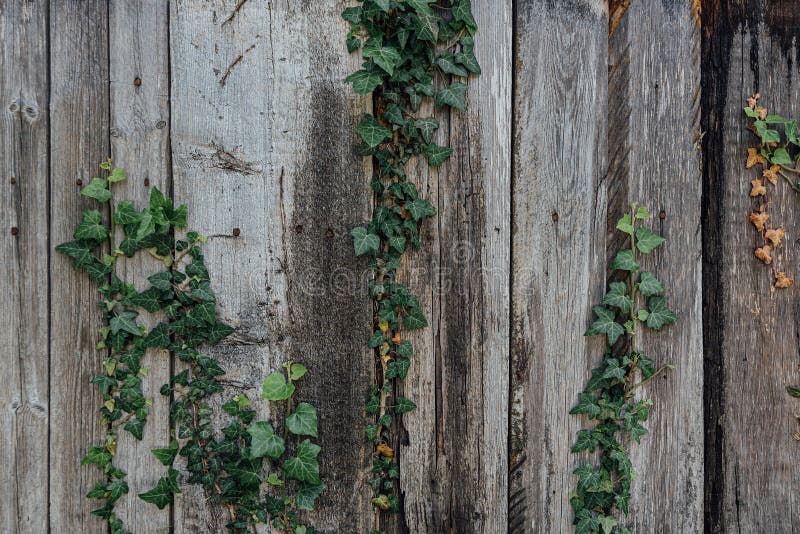 Fence of Wooden Boards with Ivy Stock Image - Image of ruin, plant ...