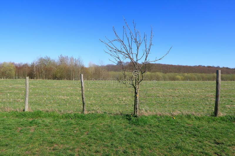 Fenced Off Field and a Thorny Tree Stock Photo - Image of picturesque ...